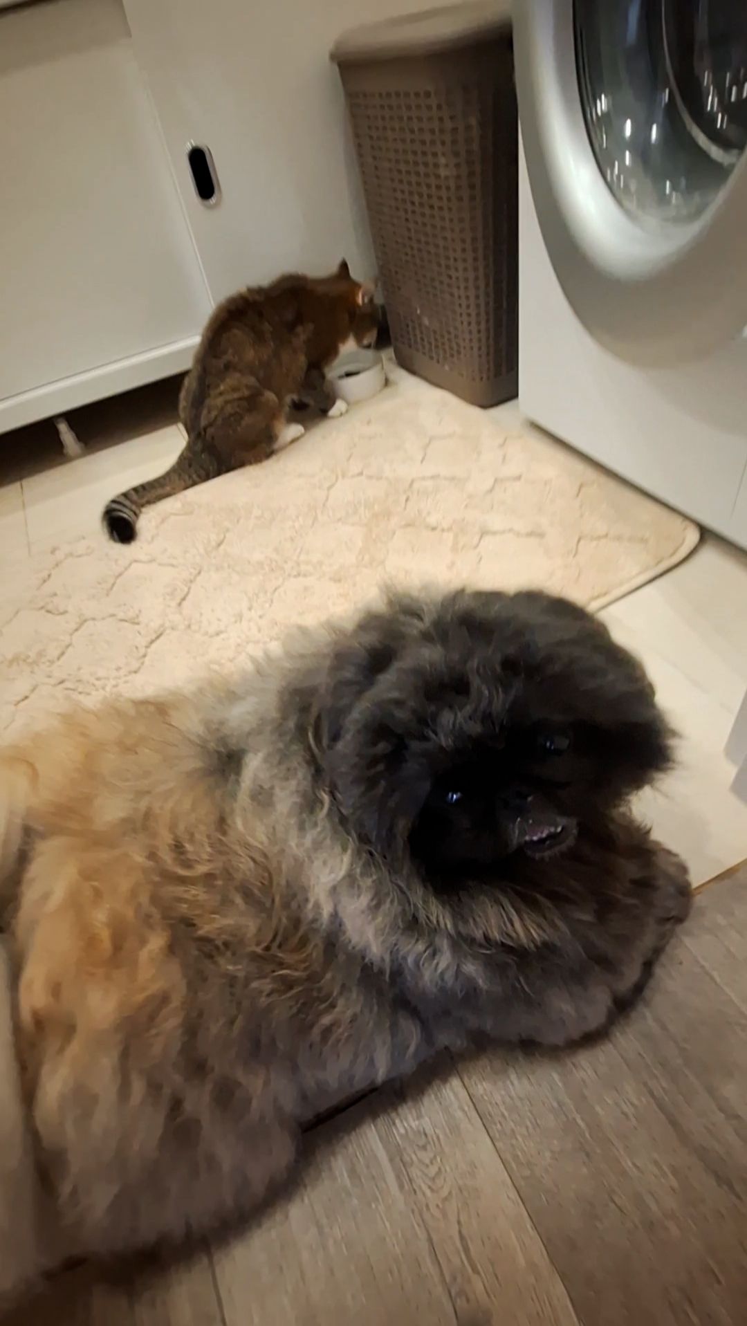 Пекинес Дендик и кошка Тося