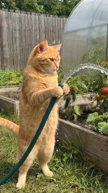 «Когда кот главный на даче»