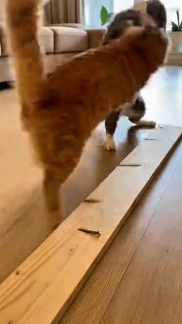 «Он просто забивал гвоздь… И ВОТ ЧТО ПРОИЗОШЛО 😳🐱»