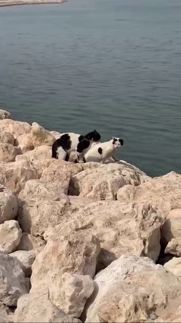 Иранская развет группа.