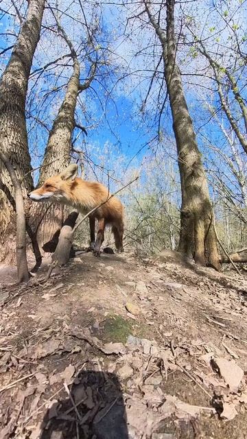 Обыкновенная лиса