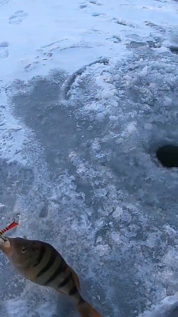 монстр окунь