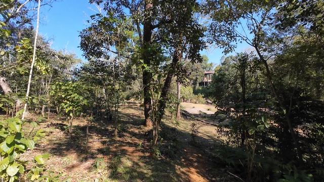 Водопад Tad Gneuang Waterfall тропинка. Паксе (Pakse). Лаос. Январь 2026.