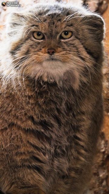 Манул Пепе что-то увидела и очень удивилась. Ленинградский зоопарк