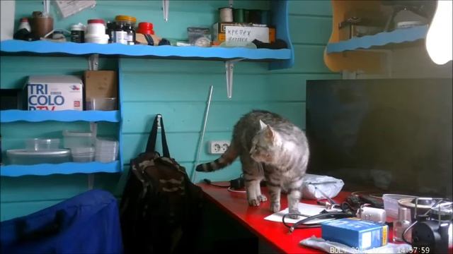 Кеша ищит что стырить