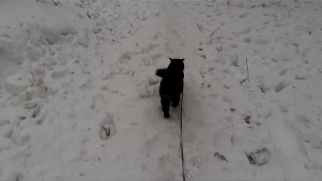 Слайд-шоу.  Мишка на прогулке.