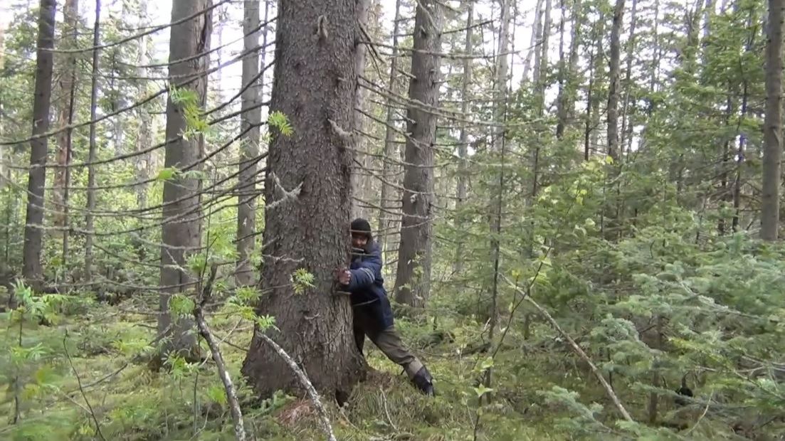 Нетронутая ТАЙГА Там где живет МЕДВЕДЬ Нетронутые места Тайги Сибирь Рыбалка Охота Медведь Бушкрафт