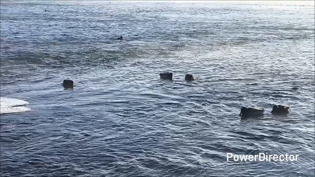 г.Липецк._Возле_реки_17.01.26