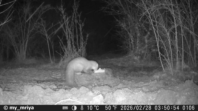 Куница на лесной кормушке. 28.02.2026