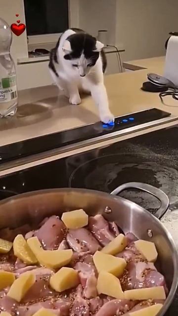 Не буду есть каку! 😻Веселые котики. Коты хулиганы! Невероятные трюки! #кот #хулиган #трюк #short