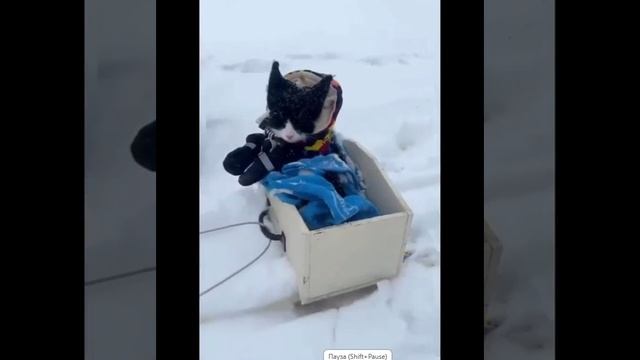 смешные коты