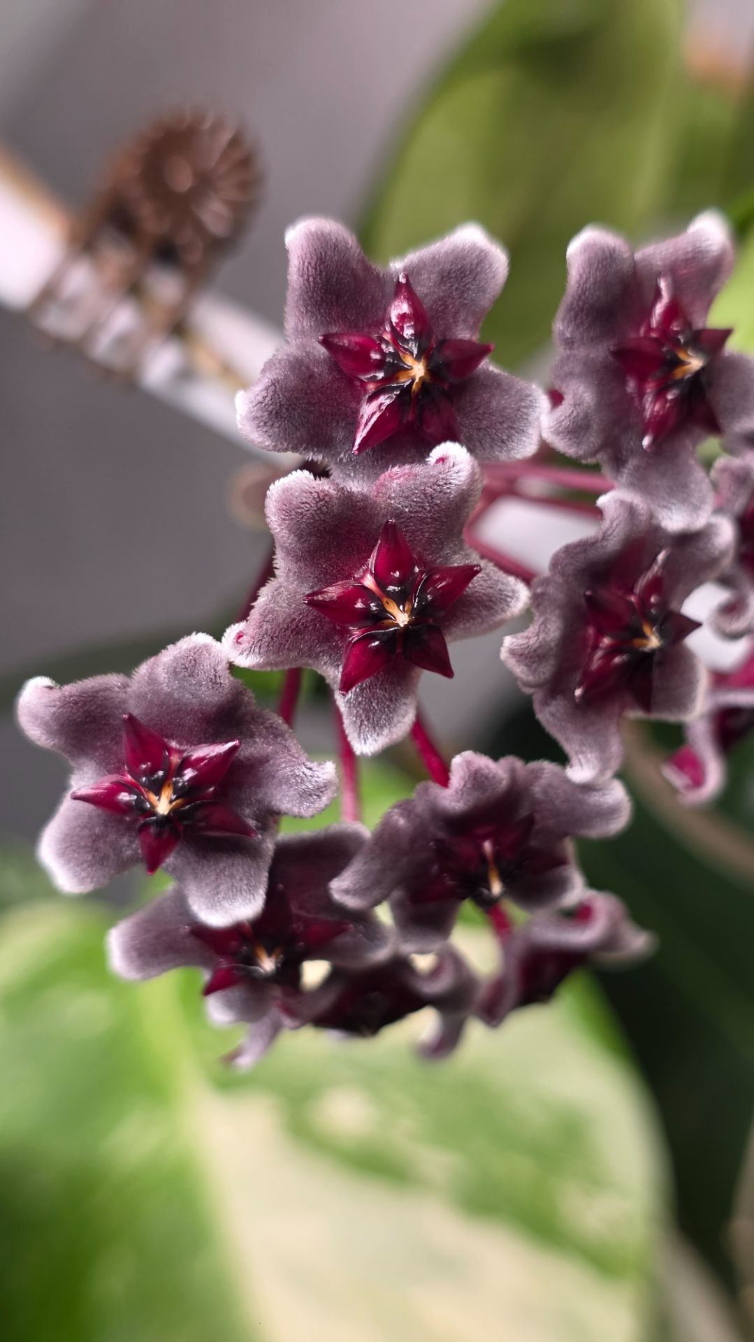 Hoya pubicalyx Philippines black Первое Цветение Хойи Пубикалис 24.02.2026