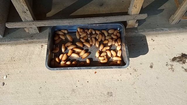 Голубая лагуна (BlueLaggoon) продают шашлыки - живые. Ванг Вьенг (Vang Vieng). Лаос. Январь 2026.