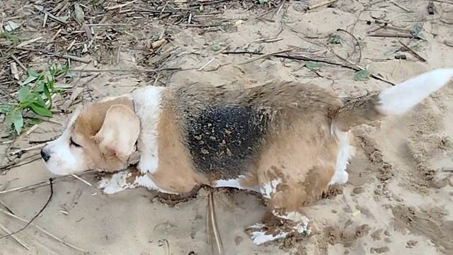 Собака развлекается)) Волга, Саратовская область, июль 2025