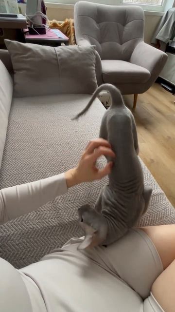 Любовь и ласка #сфинкс #петерболд #смешные_котики #кошки