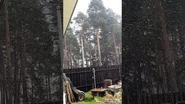 Весна 2025, у нас во дворе.