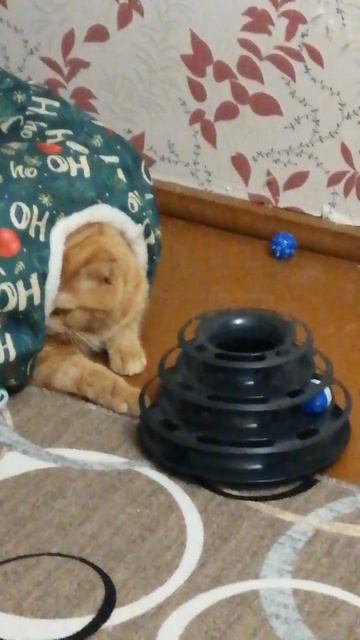 он играет #shorts #meow #popular