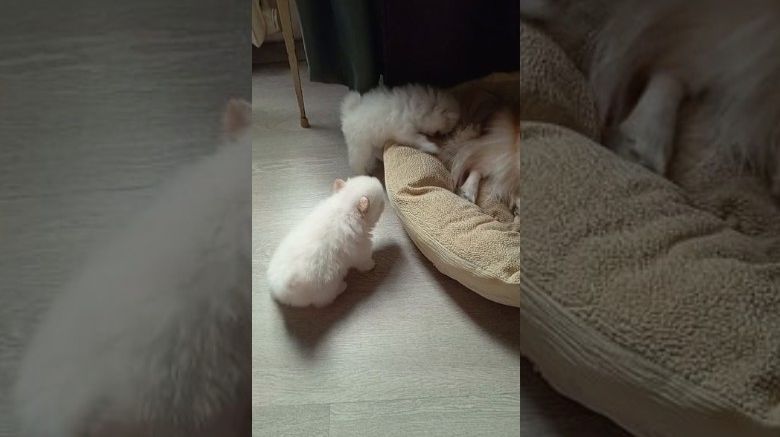 😍 Шпицулята