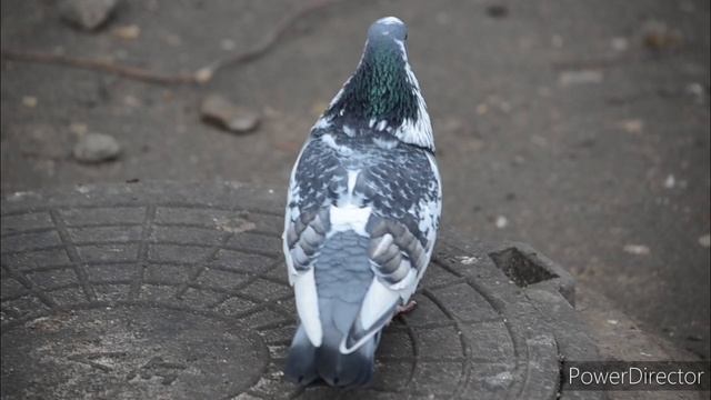 г.Липецк._Пернатые_16.03.25