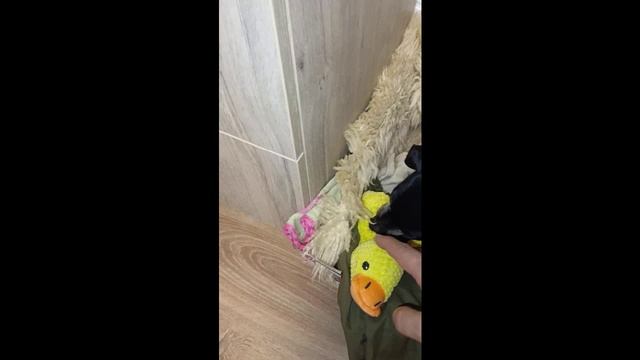 Соня съела гуся