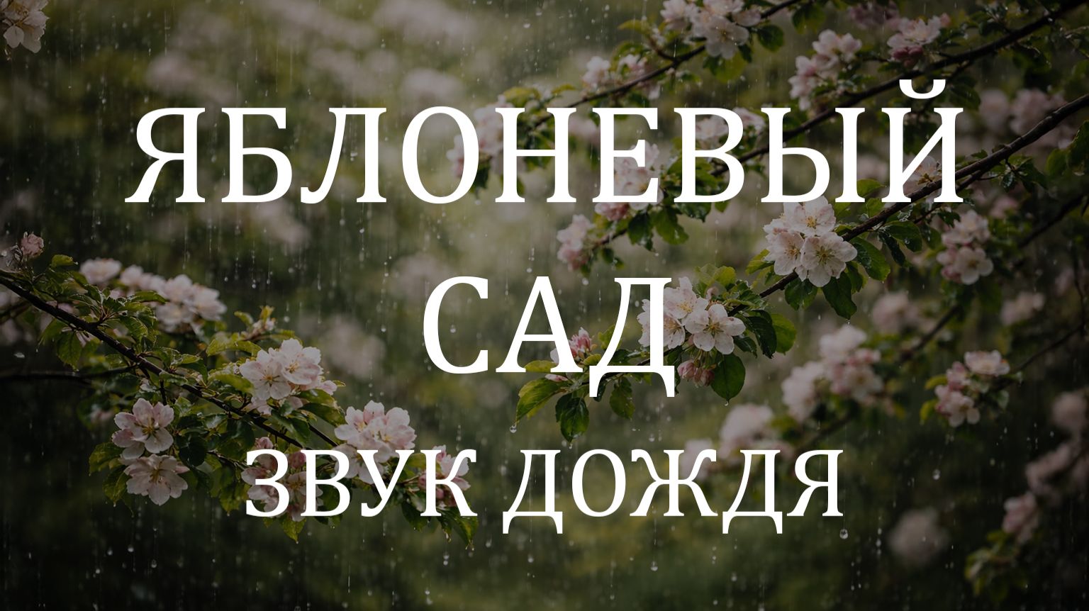 Звук весеннего дождя 10 часов 🌸 Цветущая яблоня для сна и глубокого расслабления