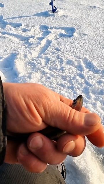 Поймал монстра! #рыбалка