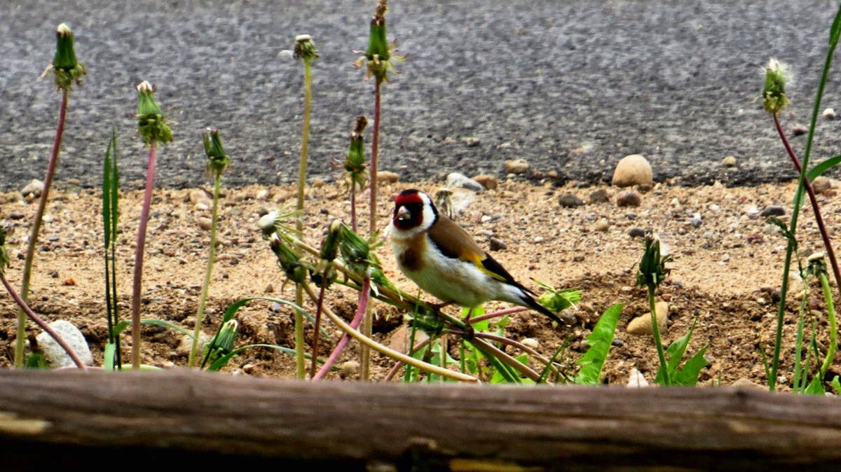 24 мая. Пение птиц.