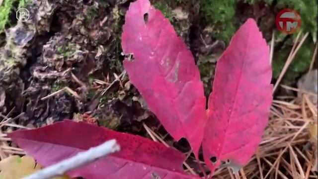 «По Уссурийскому краю». Реликтовые деревья приморской тайги.