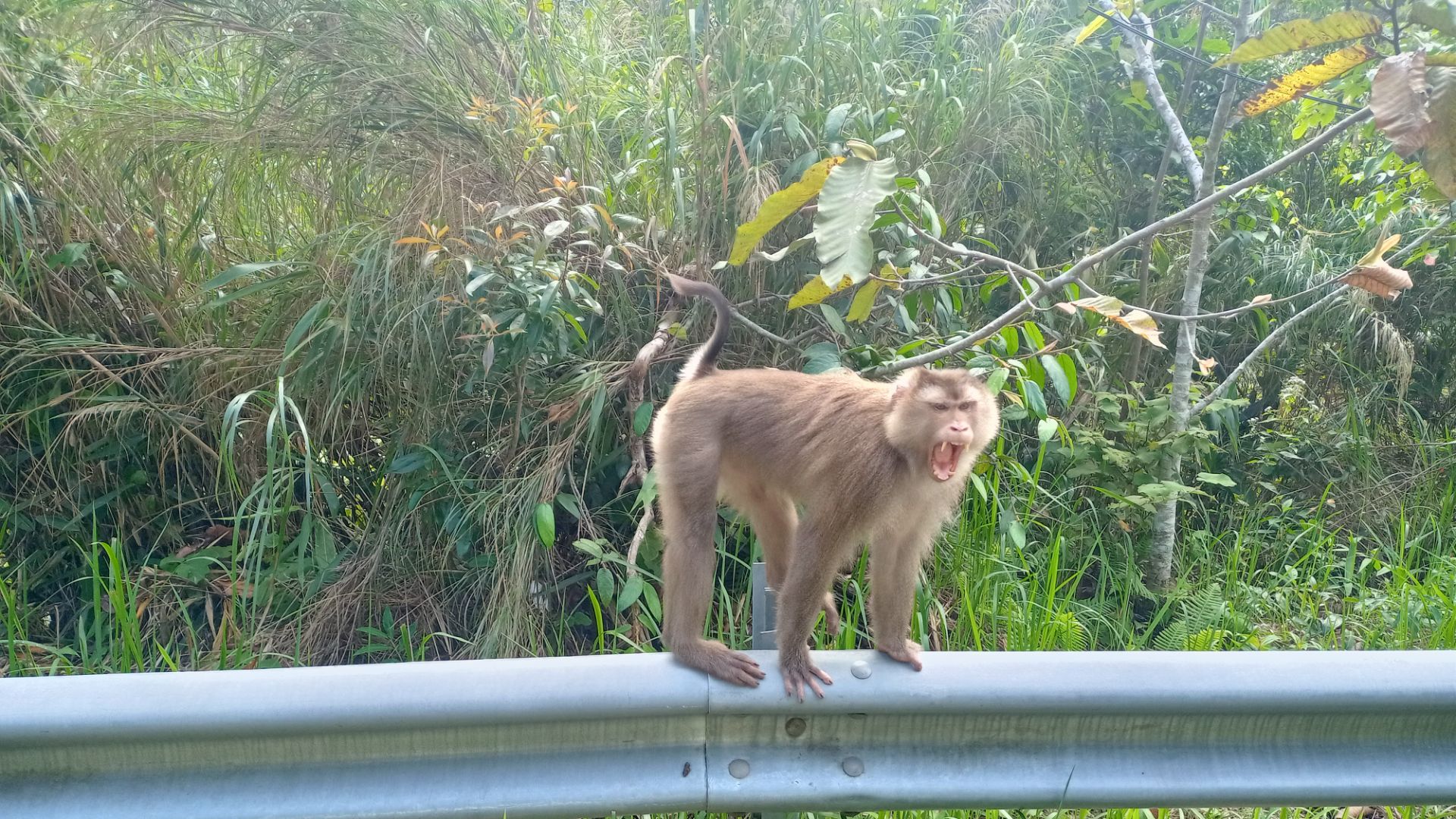 Бокор, Камбоджа, обезьяны вдоль дороги. Декабрь 2025.