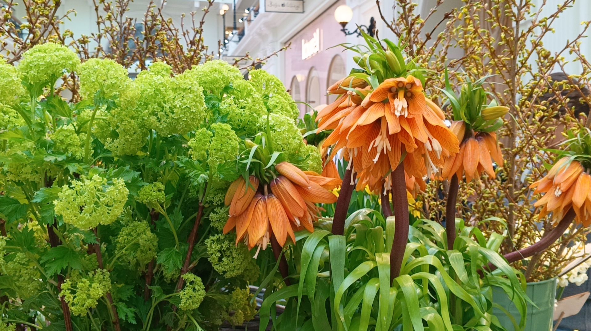 Прогулки по Москве. Цветы в Петровском пассаже