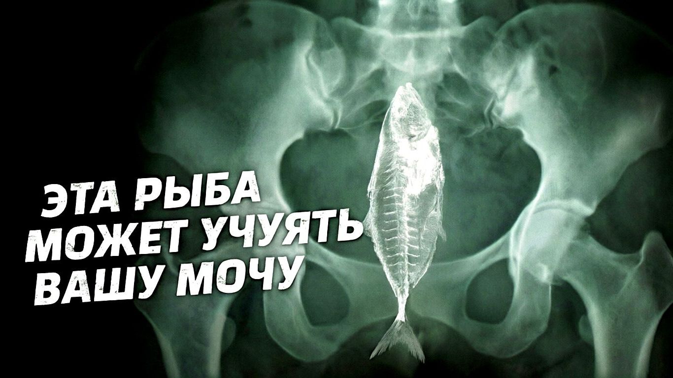 Не Мочитесь Рядом С Рыбой Кандиру