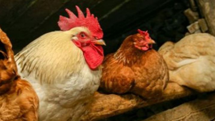 Родной курятник