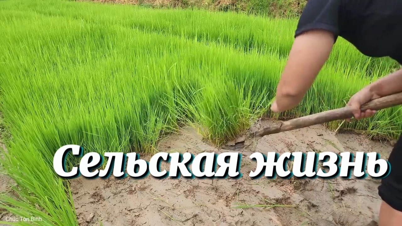 Сельские жители выращивают рис и ловят огромную рыбу.