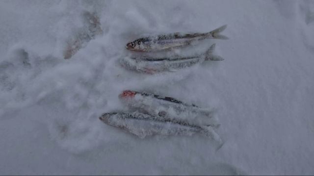 Корюшка.СПб.2026.Смолячково