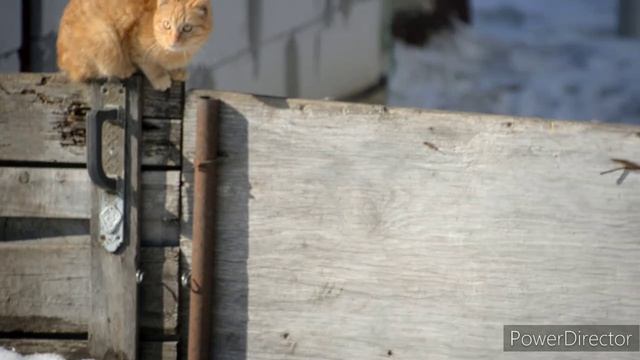 Липецкая обл. пос.Сырский. Коты и кошки. Март 2025 г.