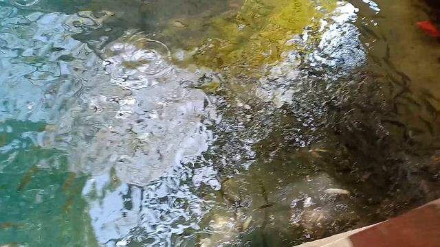 Голубая лагуна (BlueLaggoon) пруд. Ванг Вьенг (Vang Vieng). Лаос. Январь 2026.