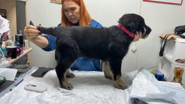 Щенок девочка Жаклин