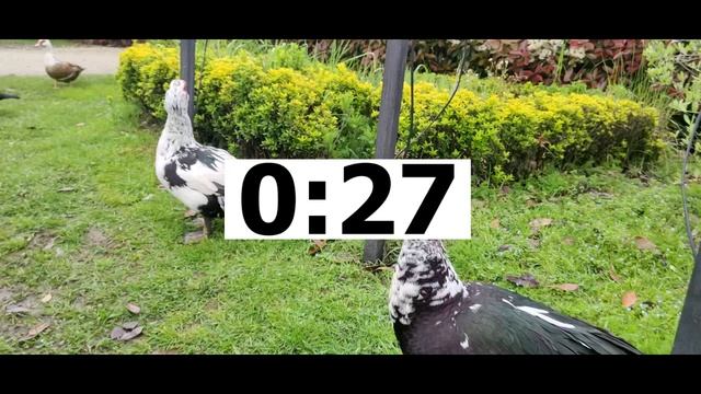 City parks Статград