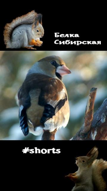 Дубонос крупным планом