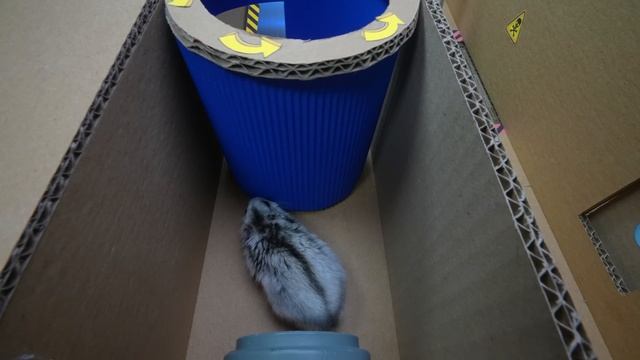 🐹Хомяк сбегает из тюремного лабиринта 🚽Смыв в туалете 💦 для домашних животных в реальной жизни