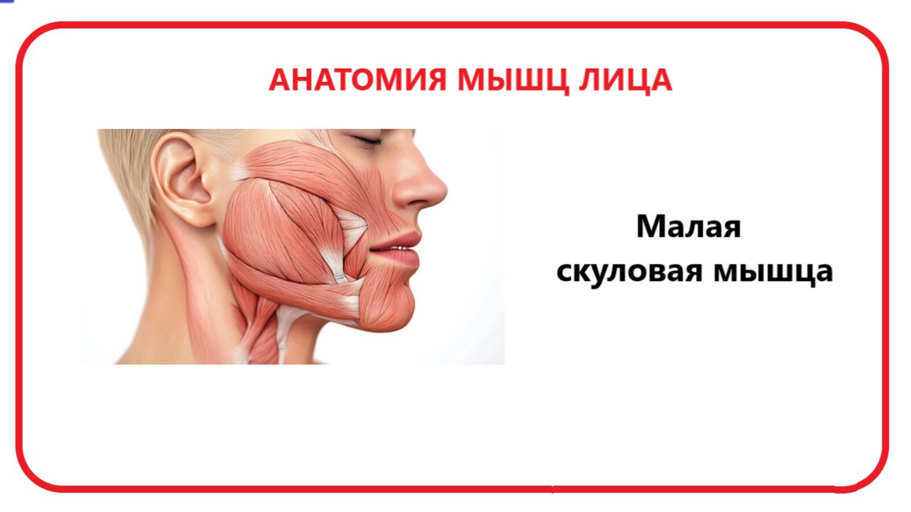 Малая скуловая мышца.