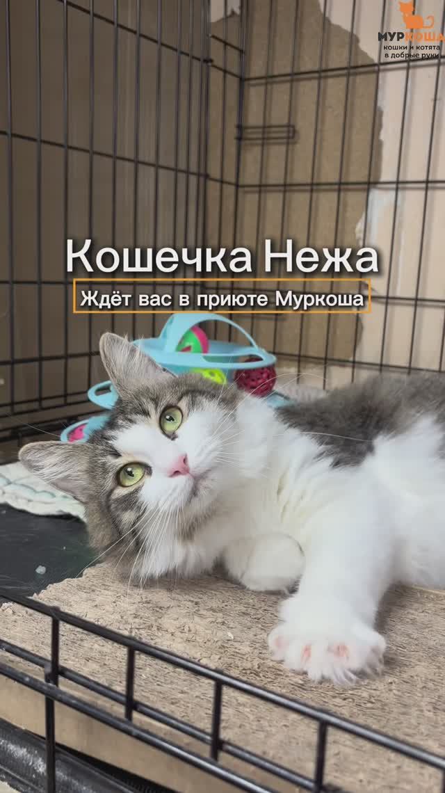 Нежа ждёт вас в приюте #Муркоша