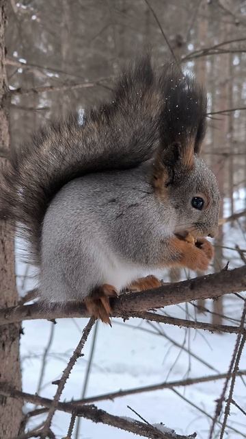 Белка ест грецкий орех