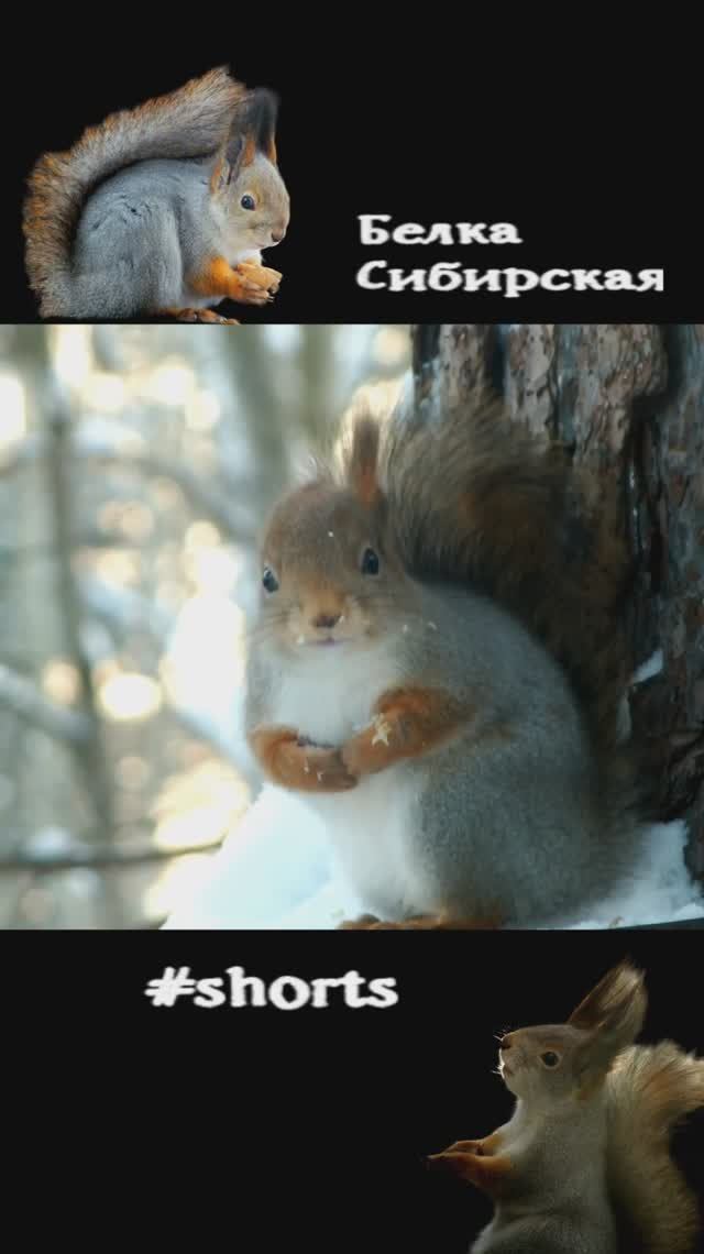Белка на ветру