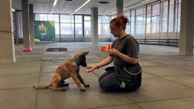 Тренинг со щеночком, Оля Дедюля