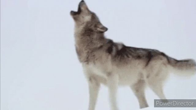 Возвращение_Колобка