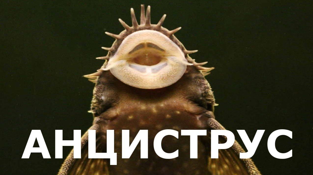 Анциструс - сом присоска: содержание, уход, разведение! Прилипательный рыбас!