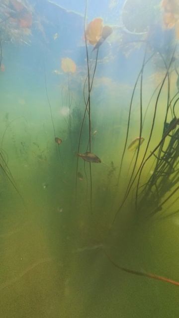 Серебряный карась