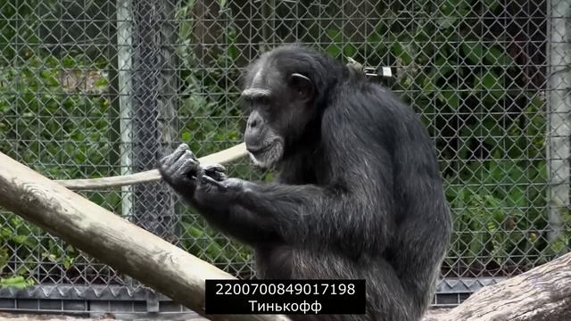 Троллинг РСВ