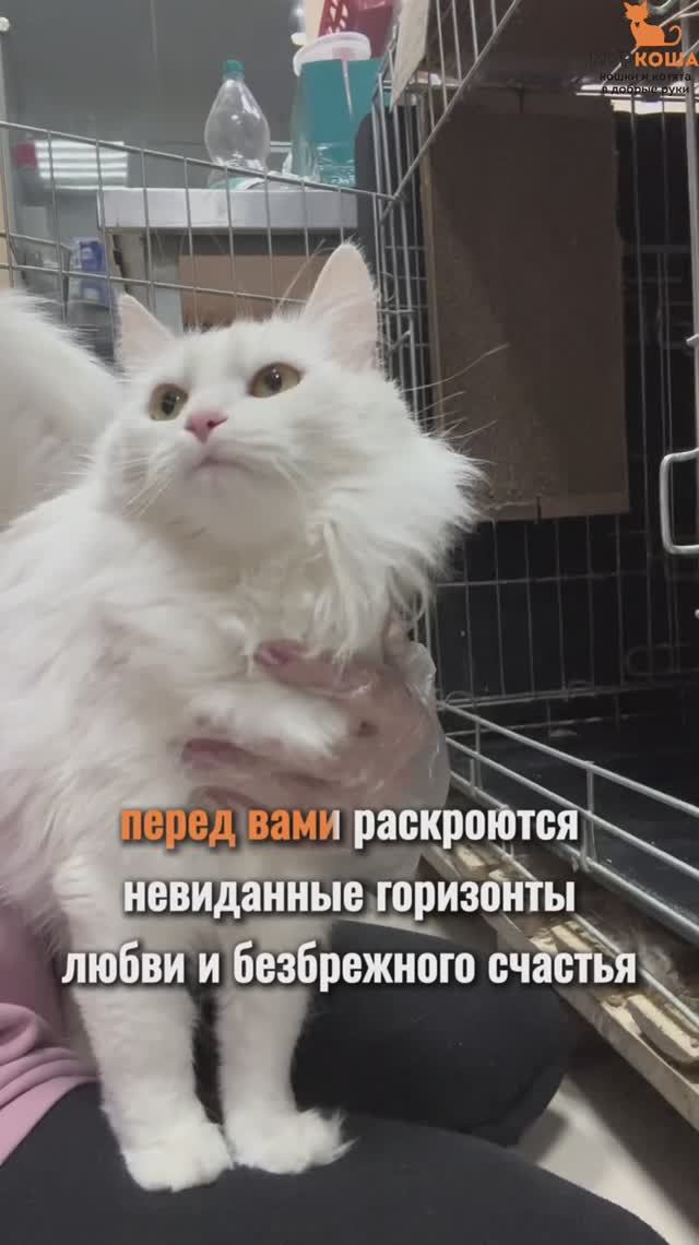 Линда ждёт вас в приюте #Муркоша